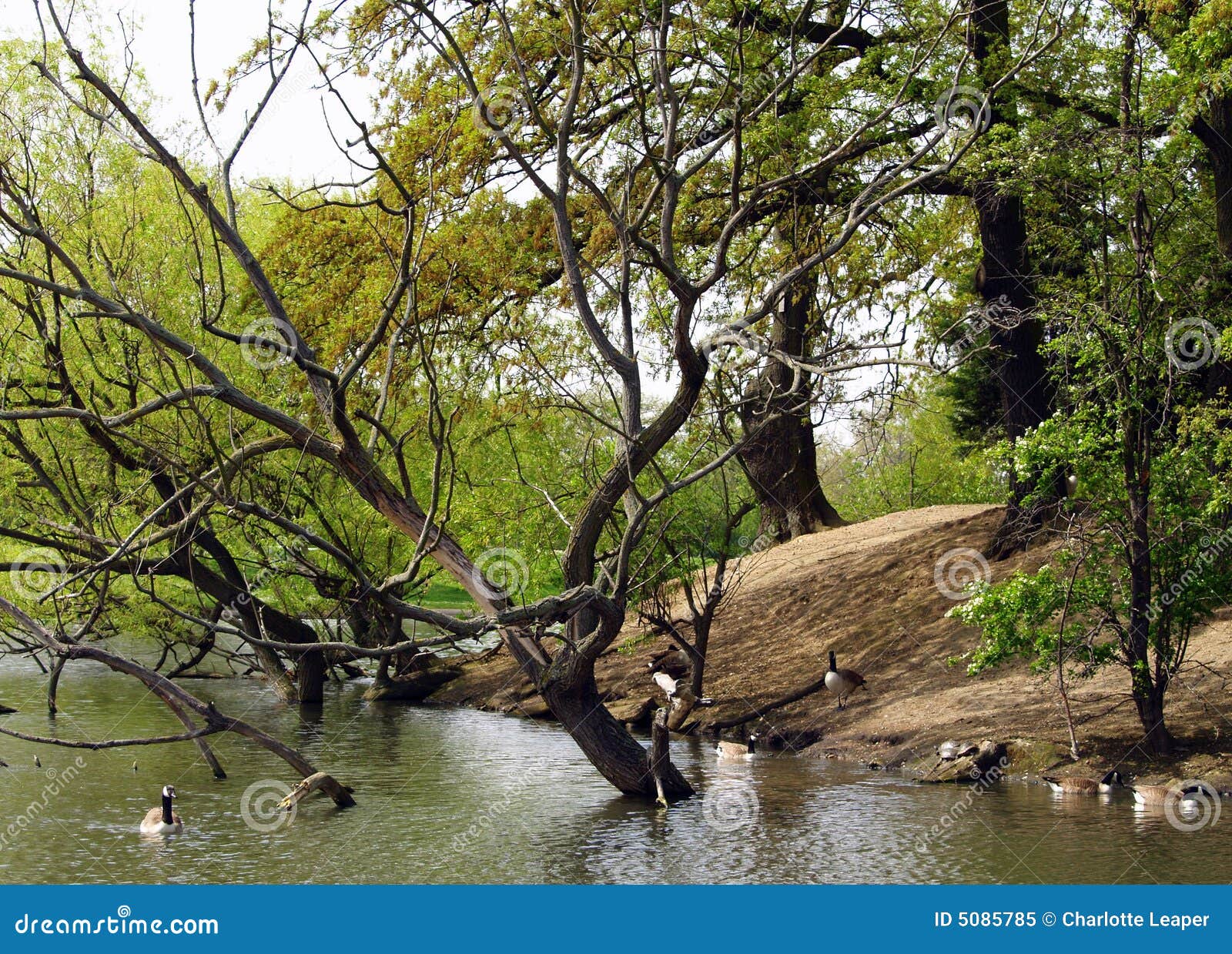Lake with ducks stock image. Image of goose, geese, pond - 5085785