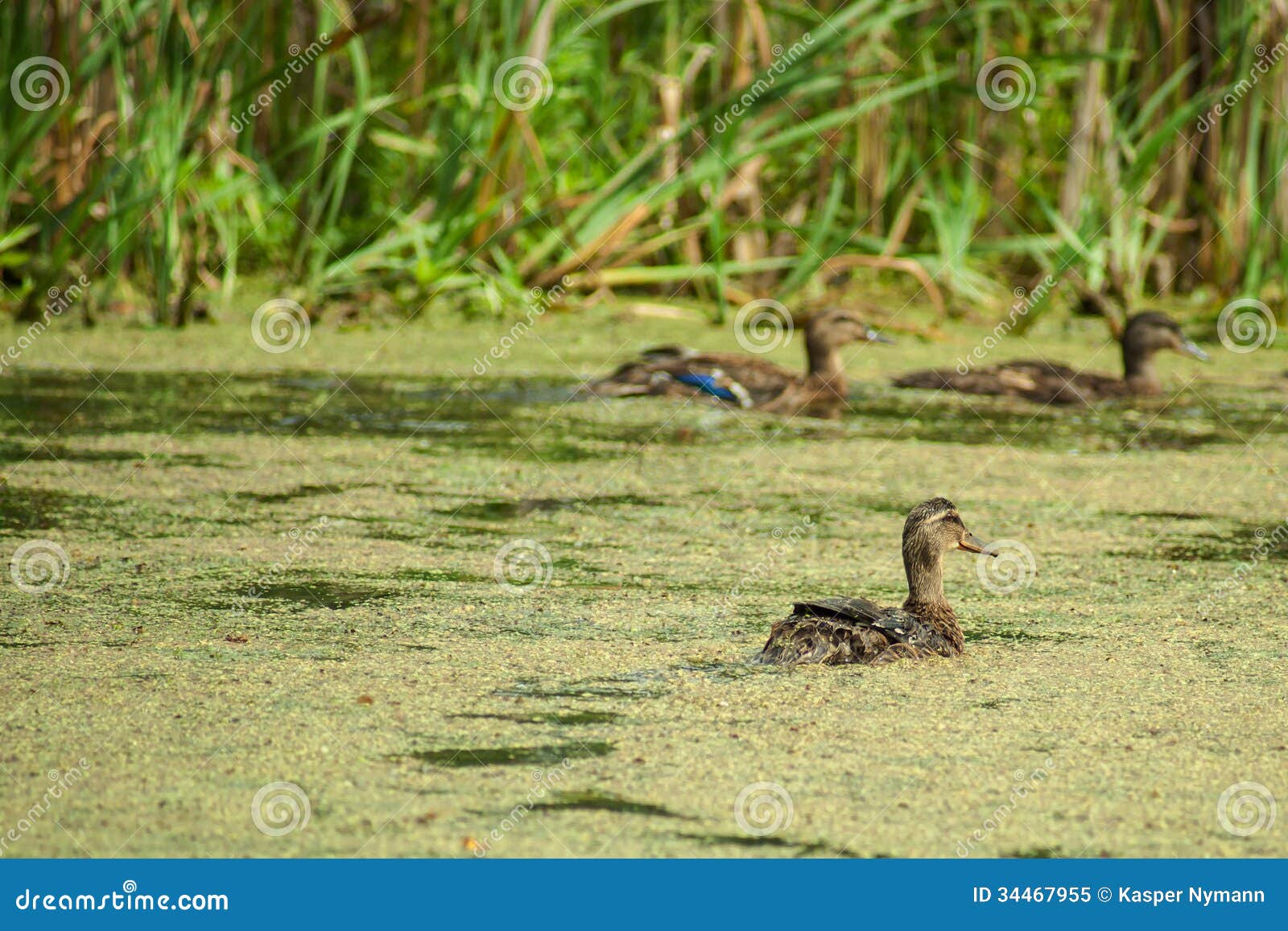 Lake with ducks stock image. Image of nature, algae, environment - 34467955