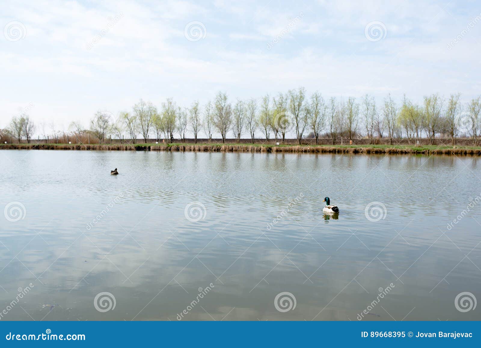 Lake with ducks stock image. Image of scene, duck, cute - 89668395