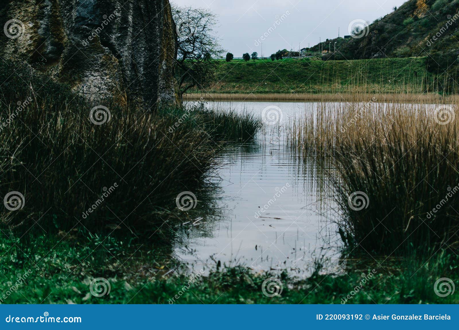 Lake with Excess of Vegetation Green Stock Photo - Image of swan ...