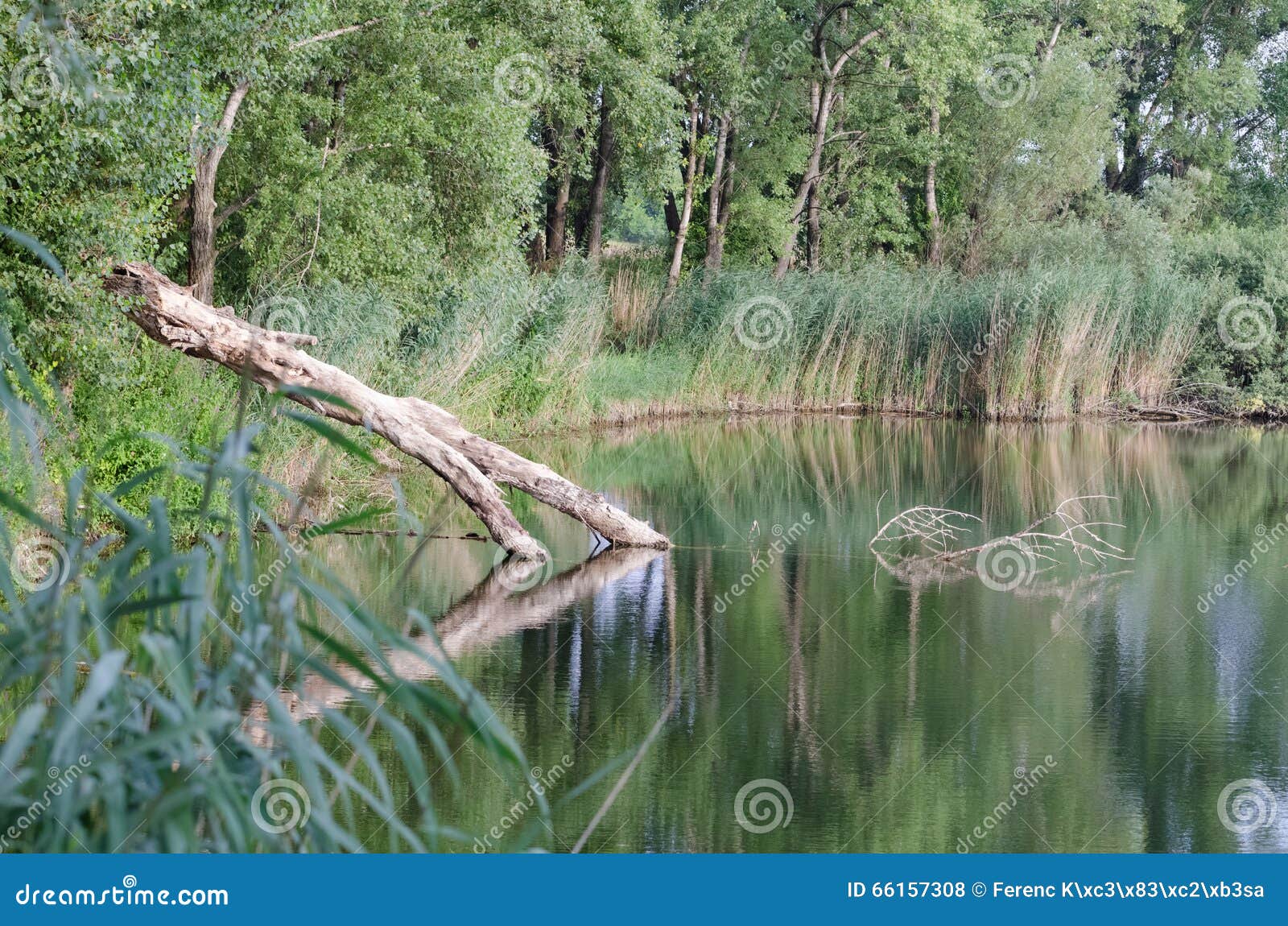 Lake with Fallen Tree Trunk Stock Photo - Image of reflection, view ...