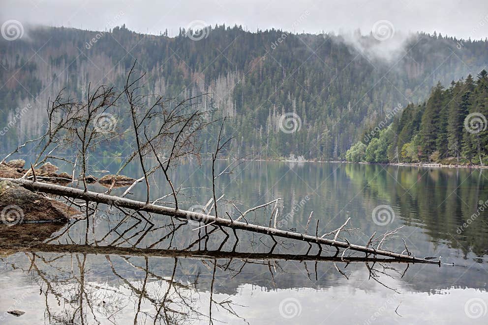 Lake with fallen tree stock photo. Image of nature, lake - 60846572