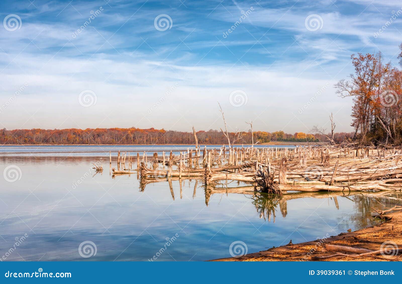 Lake and Fallen Trees stock image. Image of droughts - 39039361