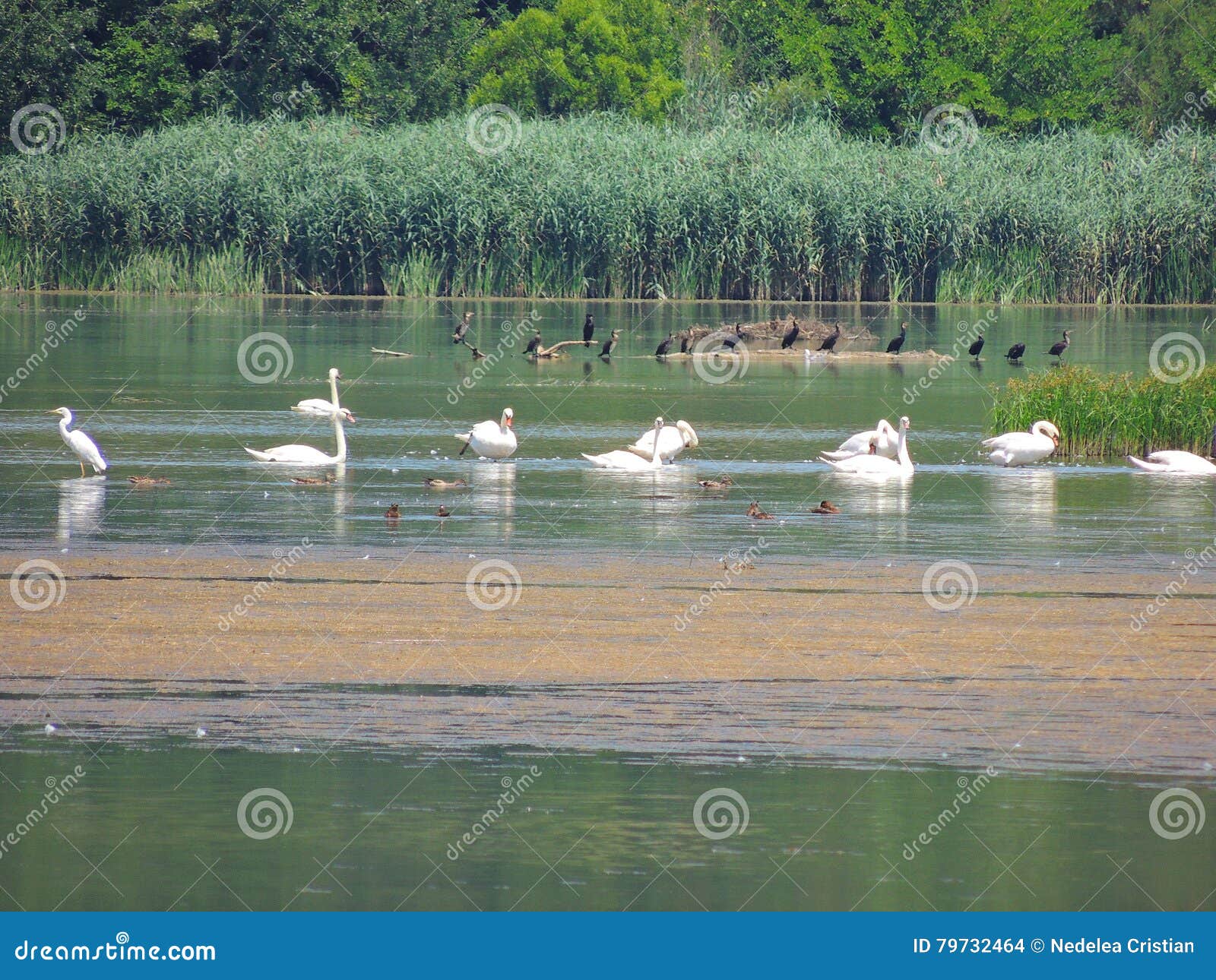 Lake fauna stock photo. Image of birds, wildlife, lake - 79732464