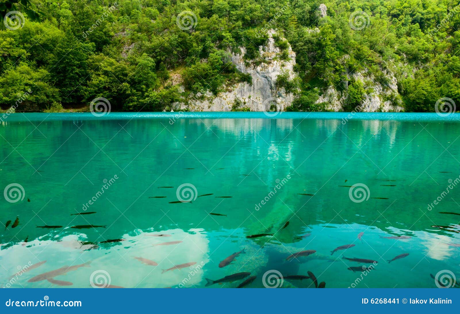 Lake with fish stock image. Image of nature, forest, landscape - 6268441