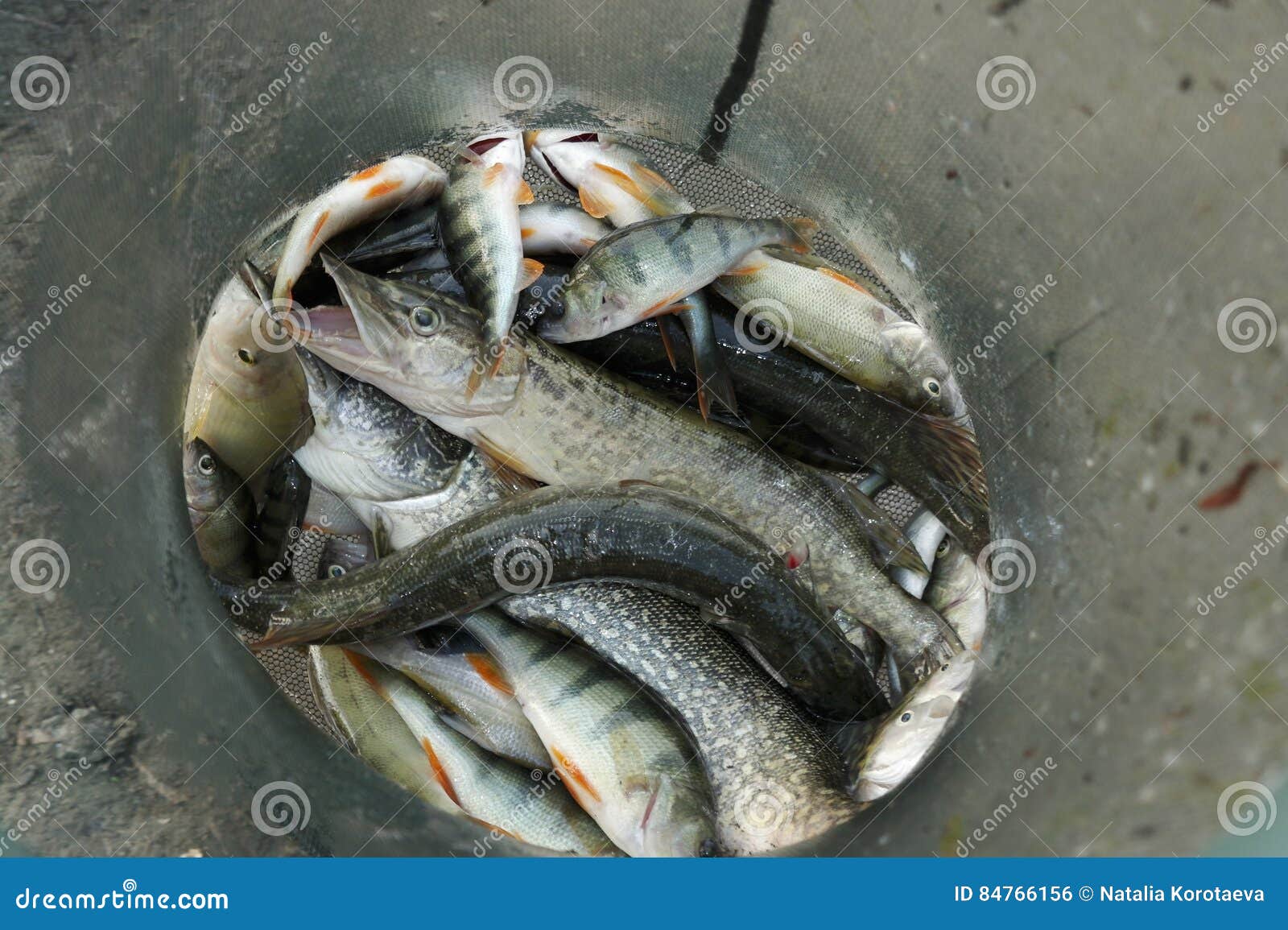 Lake fish in the cage stock photo. Image of scales, river - 84766156