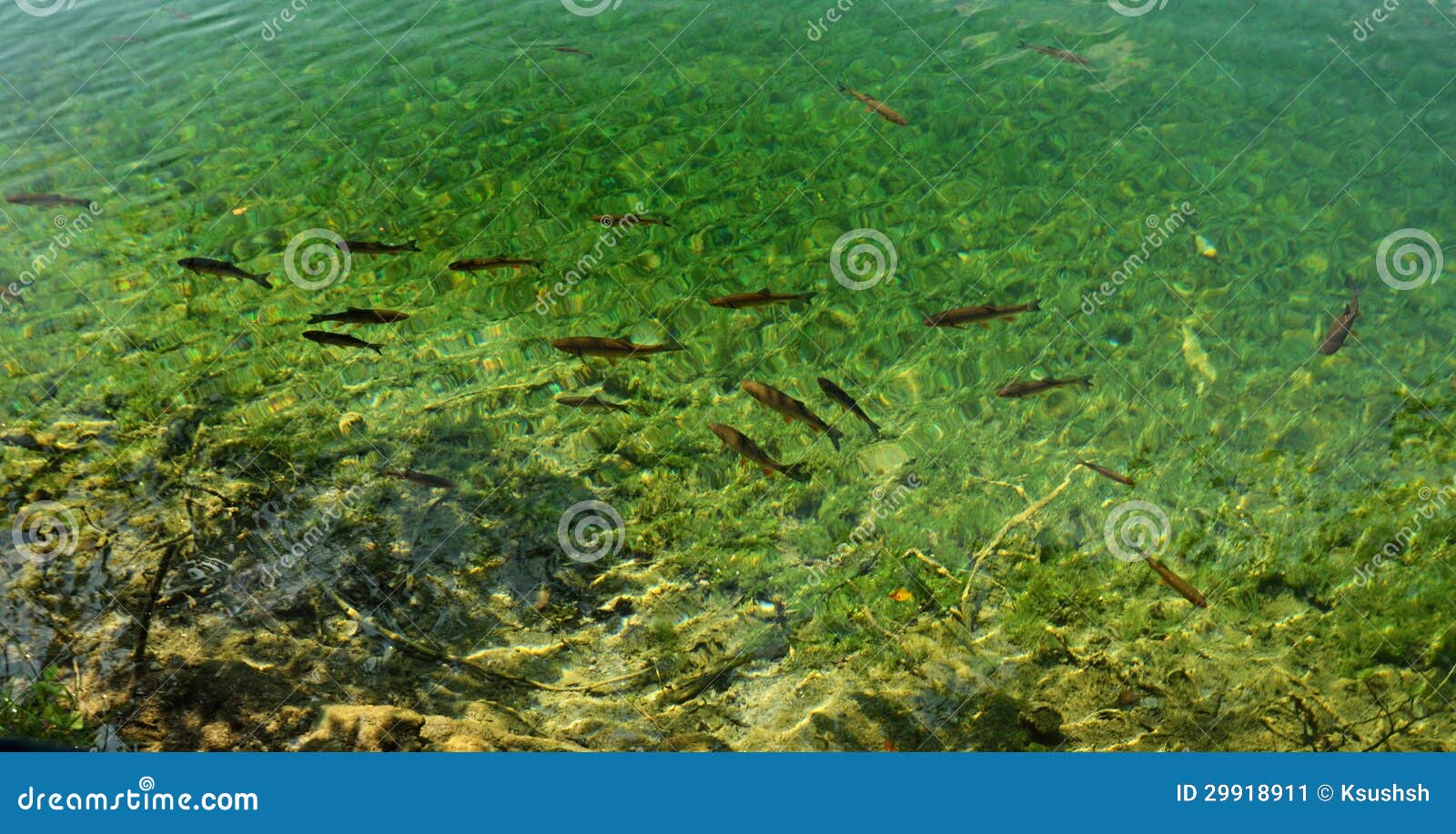 Fish in a lake stock image. Image of carp, flowing, lake - 29918911