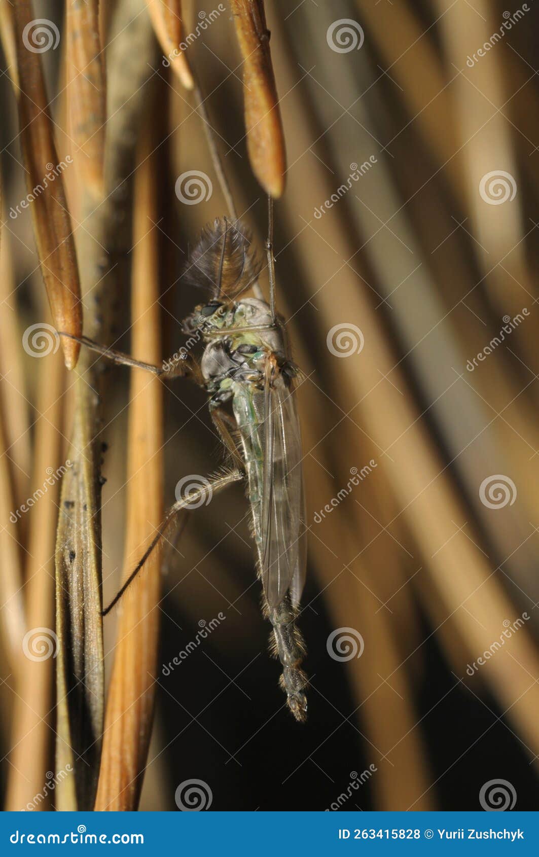 Lake Fly Sitting on Pine Needles in the Forest Stock Photo - Image of ...
