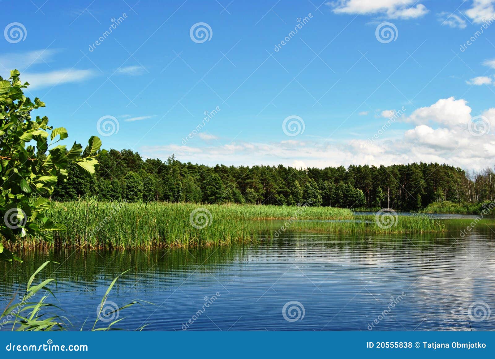 Lake in forest stock photo. Image of tree, nature, water - 20555838
