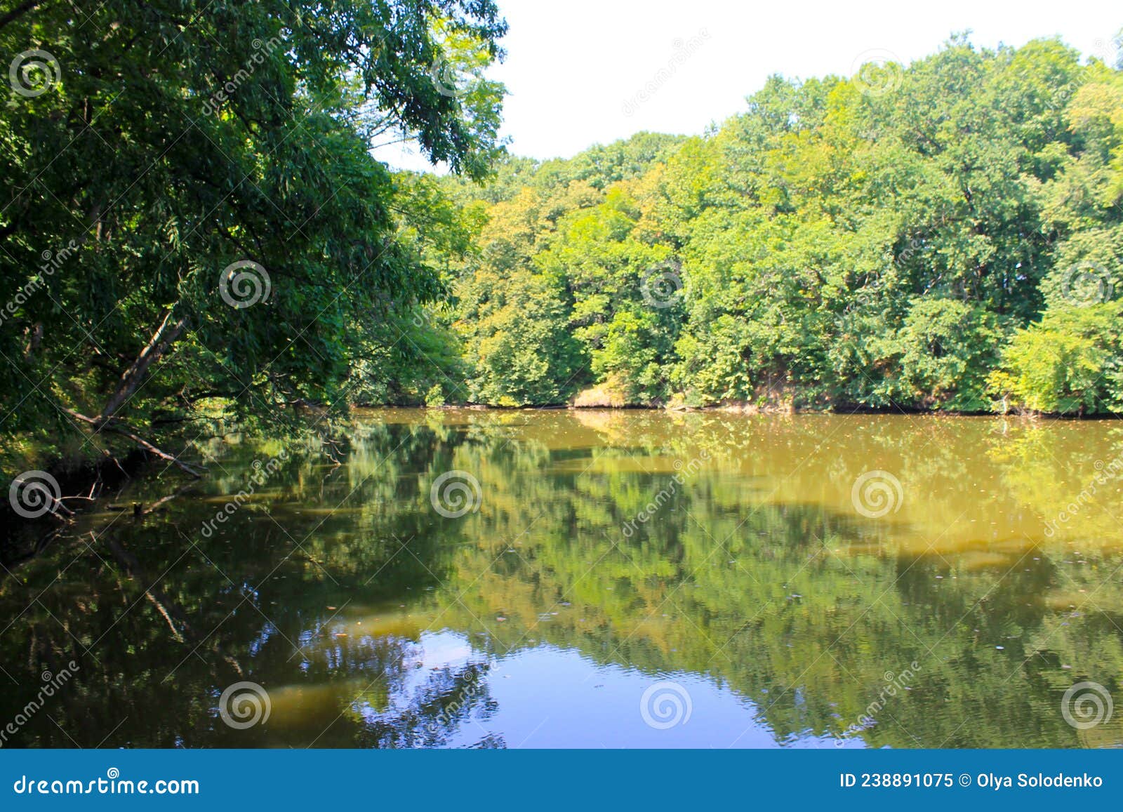 Lake in forest stock image. Image of edge, peaceful - 238891075