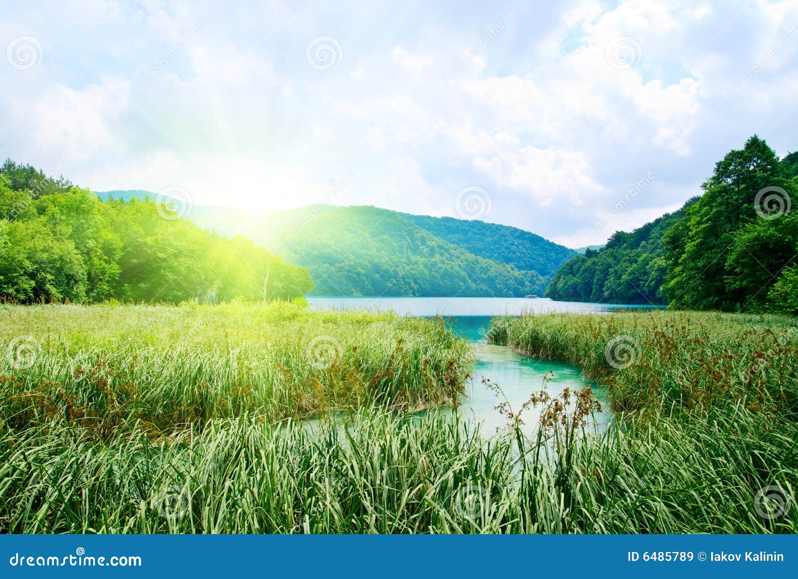 Lake in forest stock image. Image of summer, reflection - 6485789