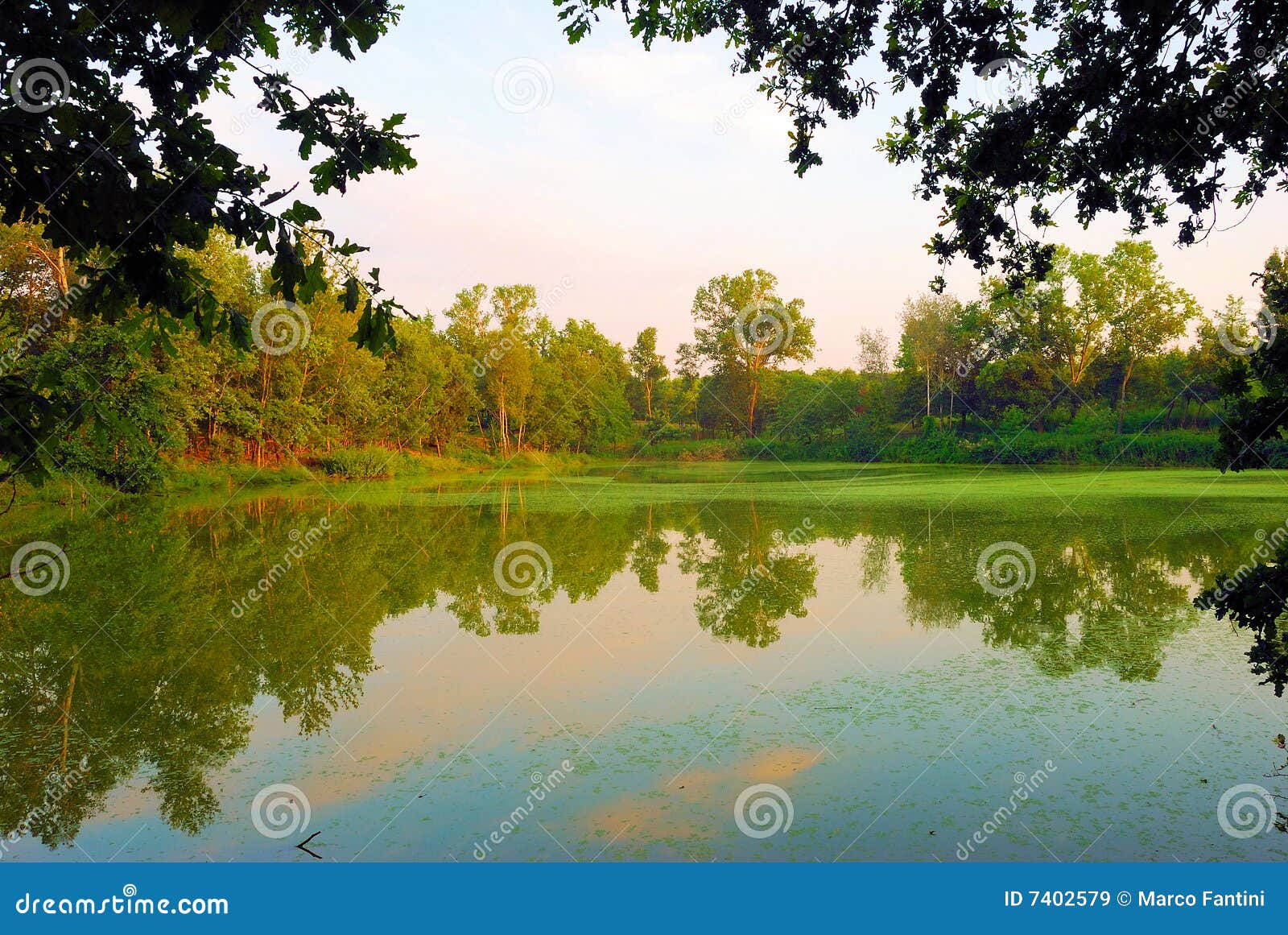 Lake in forest stock image. Image of vegetation, pond - 7402579