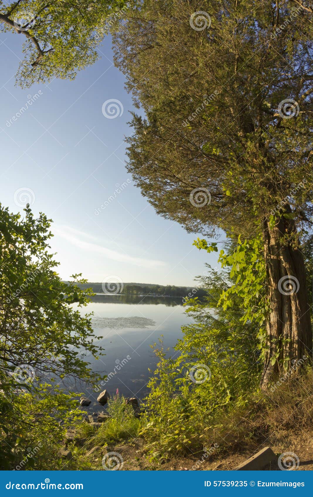 Lake Forest Dusk stock image. Image of lake, fisheye - 57539235