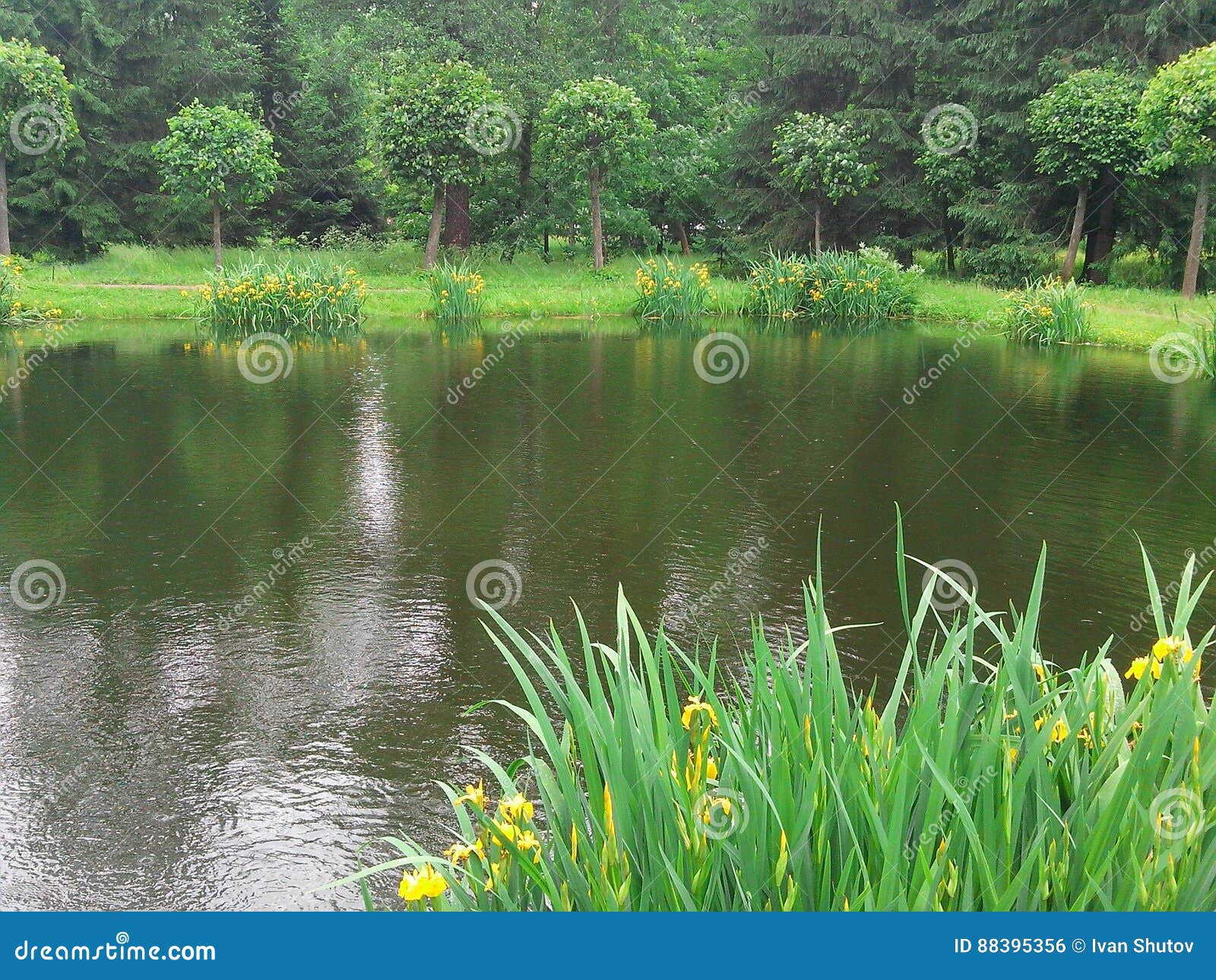 Lake in a forest stock photo. Image of green, greenforrest - 88395356