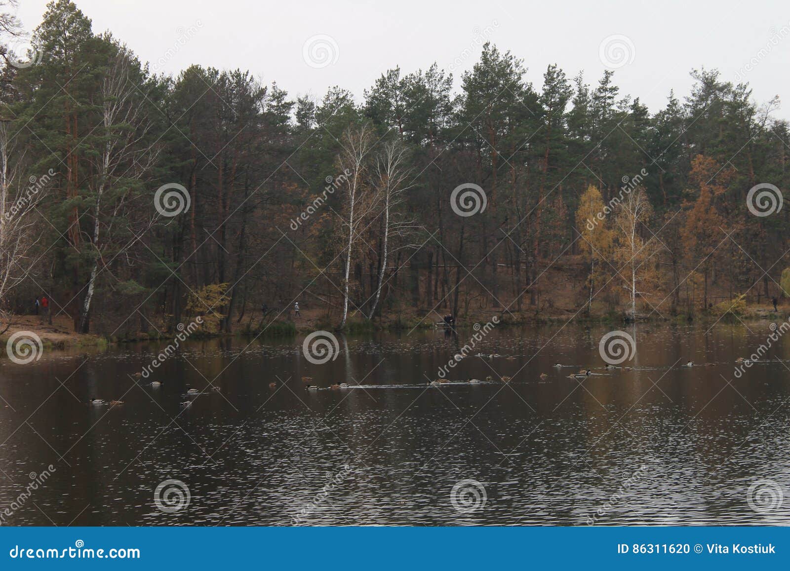 Lake in the Forest, Late Autumn Stock Photo - Image of season, outdoor ...