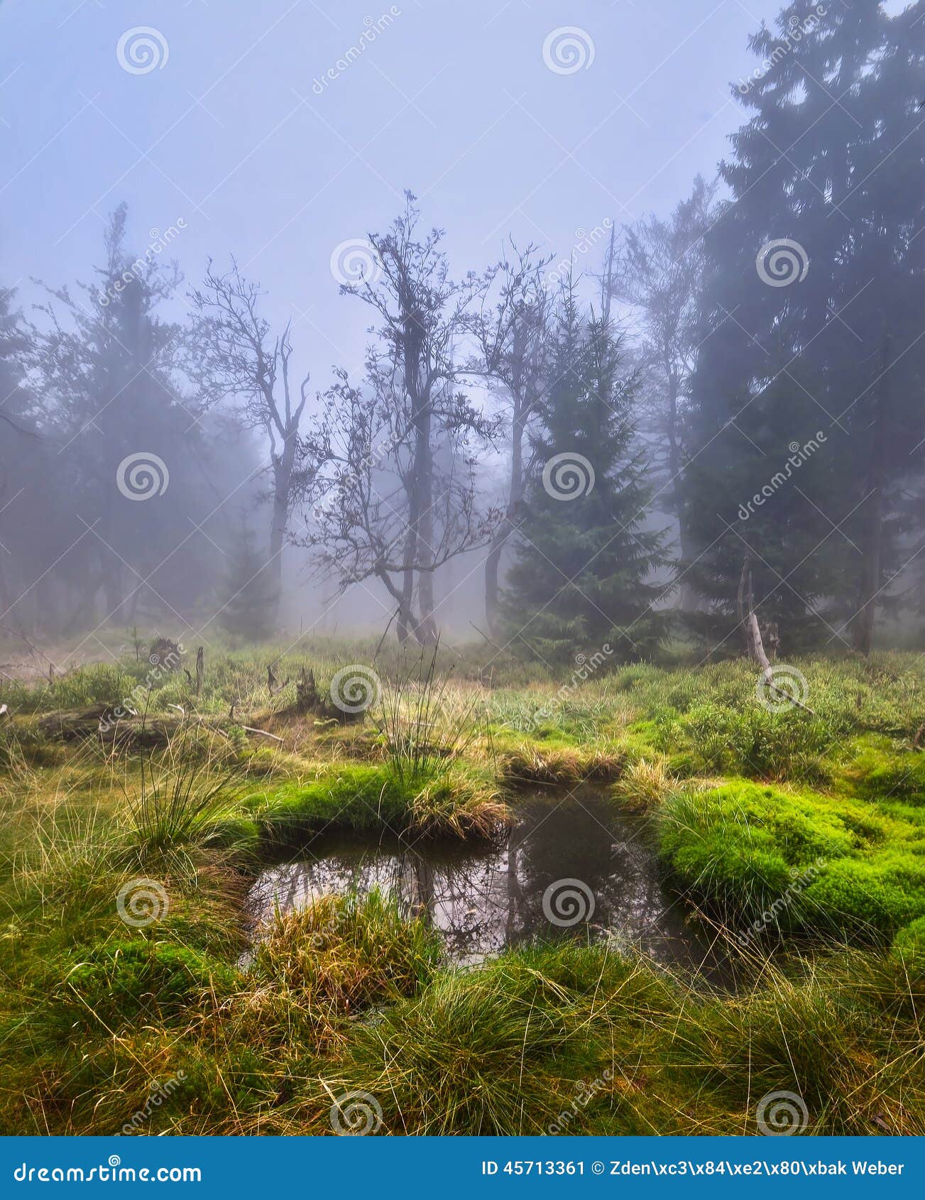 Lake in a forest meadow stock image. Image of foggy, darkness - 45713361
