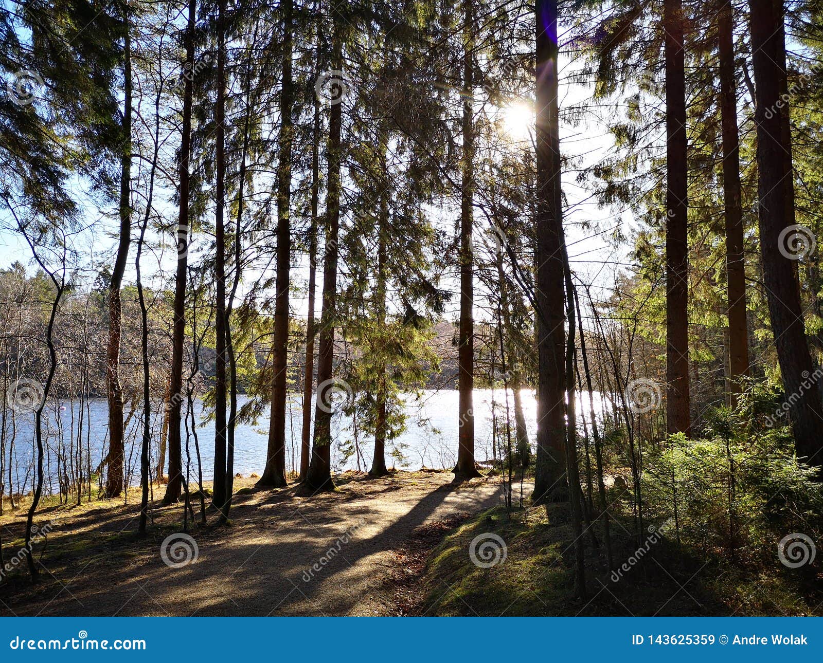 Lake in the forest stock image. Image of lake, trees - 143625359