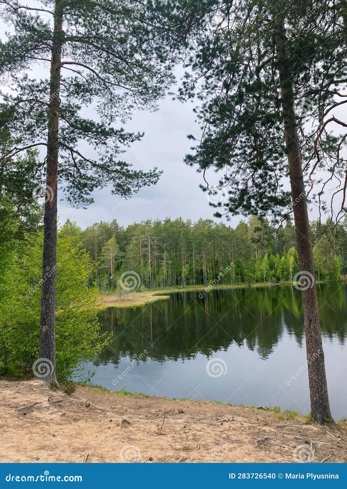 Lake in the deep forest stock photo. Image of deep, pinery - 283726540