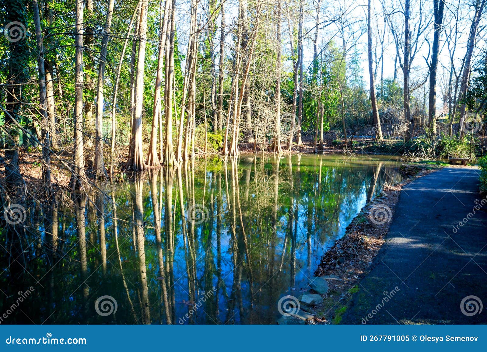 Lake in the Forest, Reflection of Trees in Water. Stock Image - Image ...