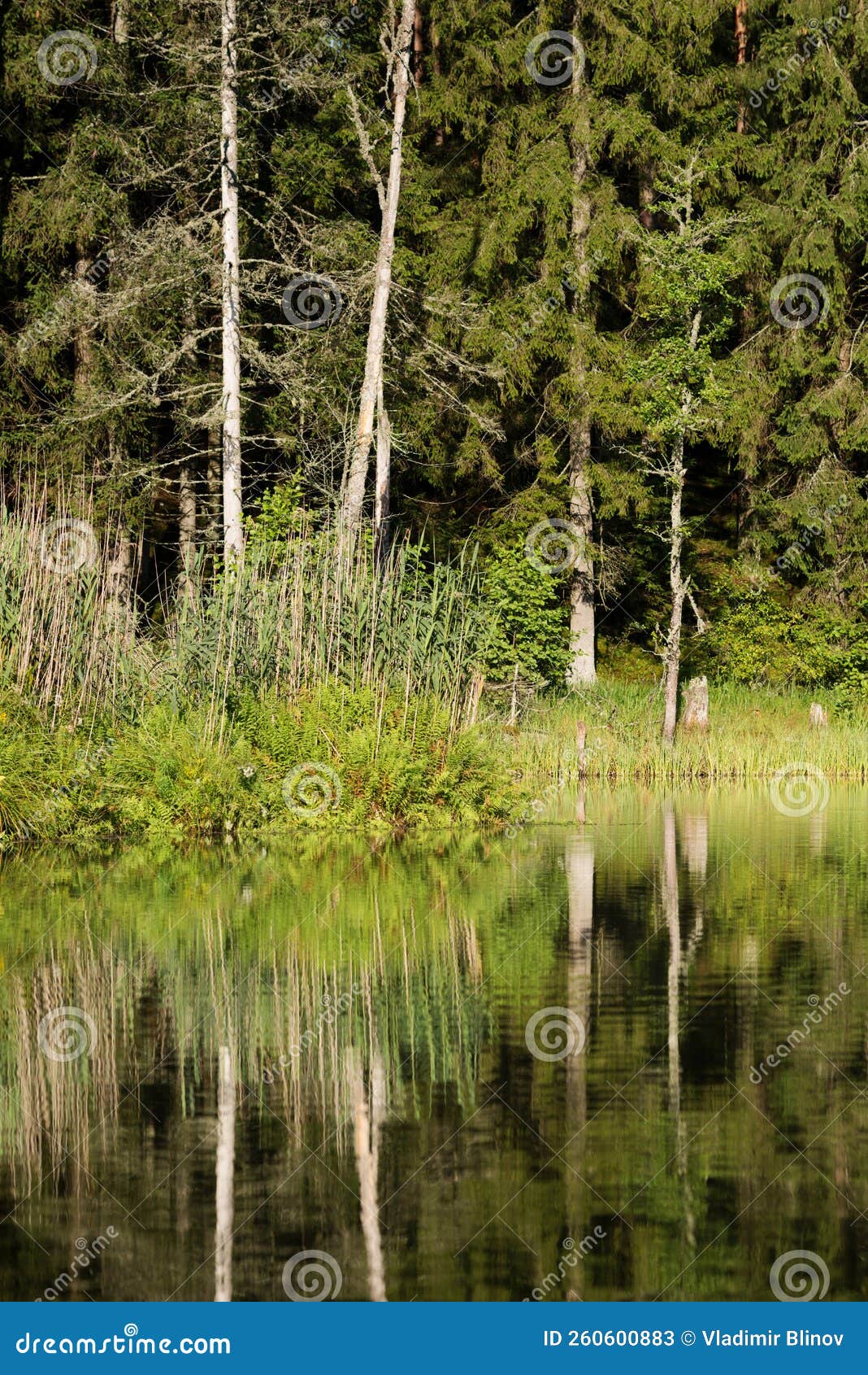 Lake in the forest stock image. Image of dawn, quiet - 260600883