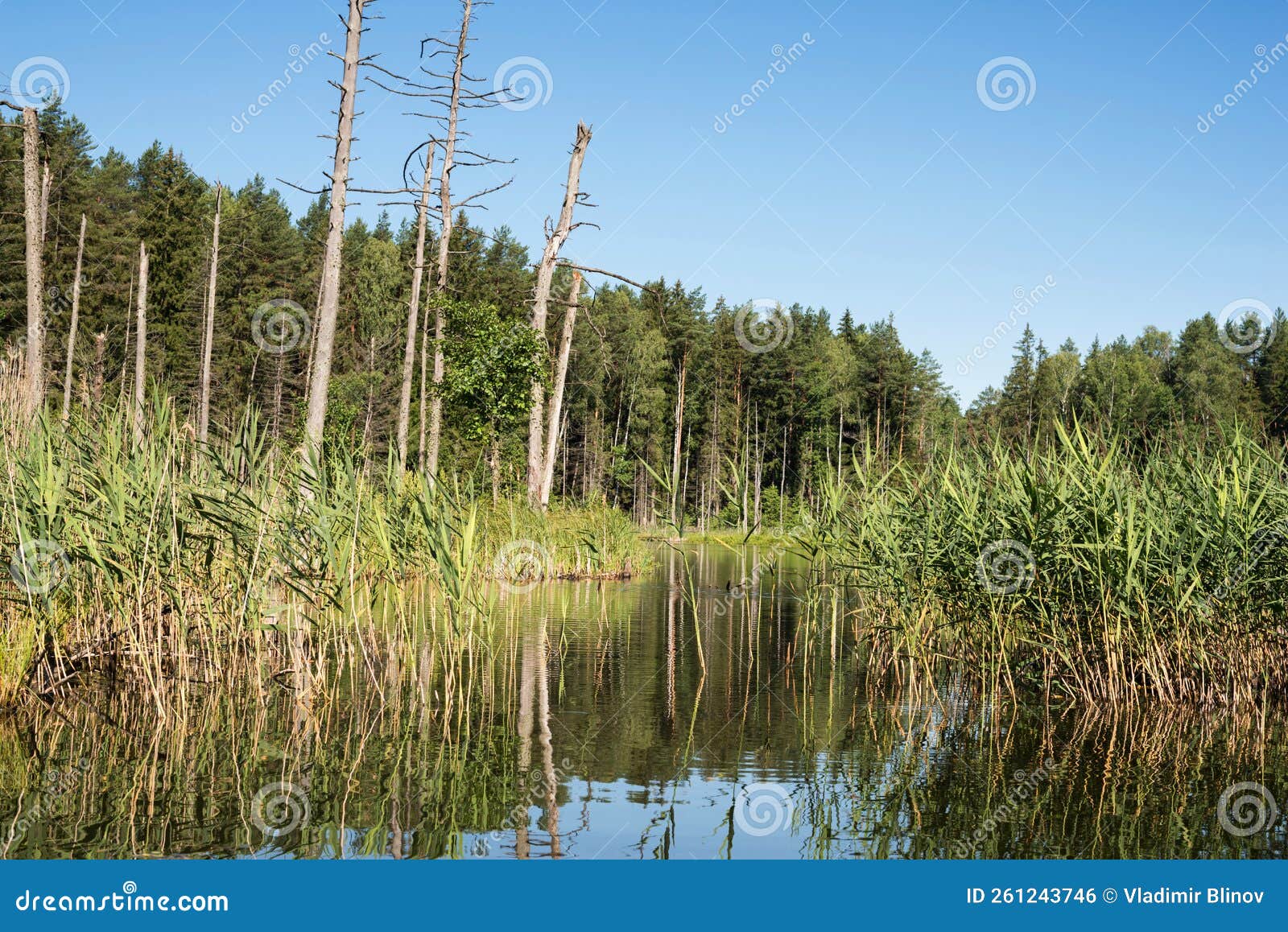 Lake in the forest stock photo. Image of wild, nature - 261243746