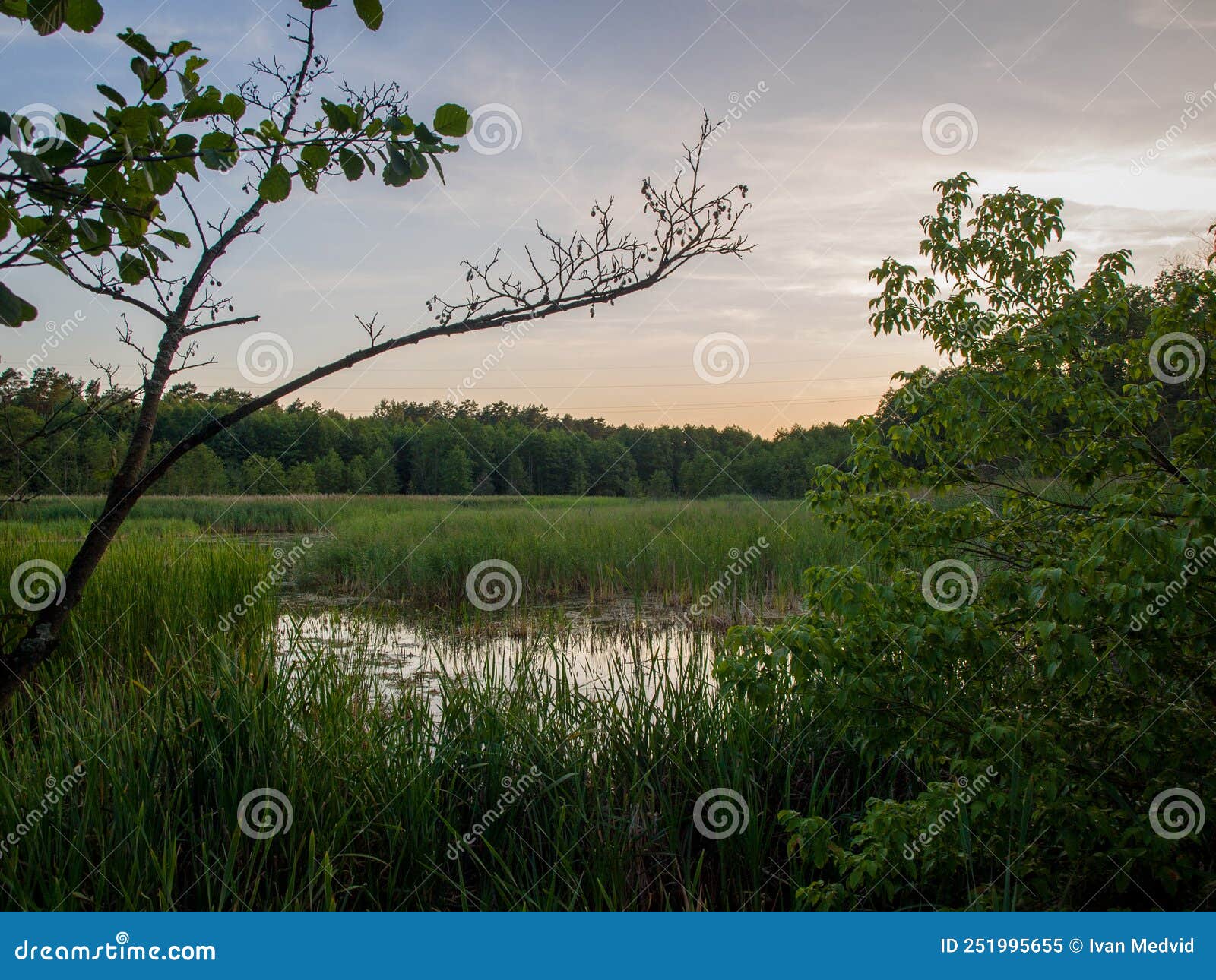 Lake in the Forest on Sunset Stock Image - Image of tree, grass: 251995655