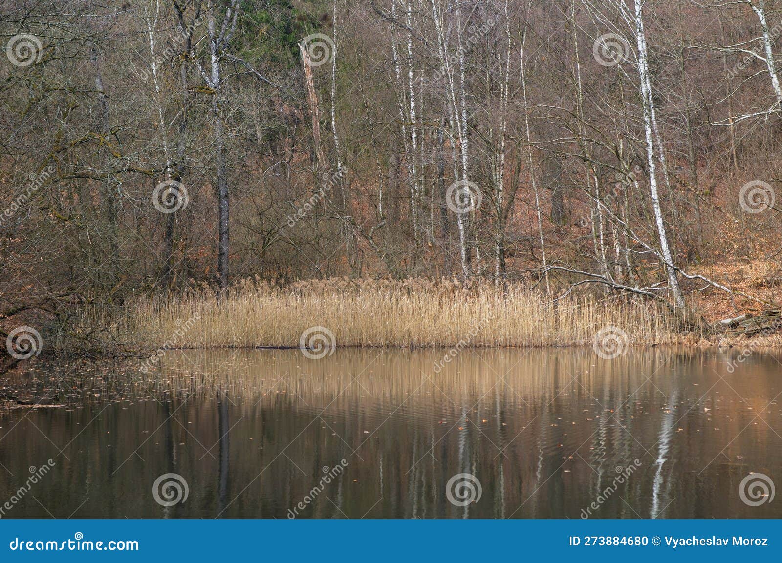 Lake in the Forest with Trees on the Shore . Typical Ukrainian ...