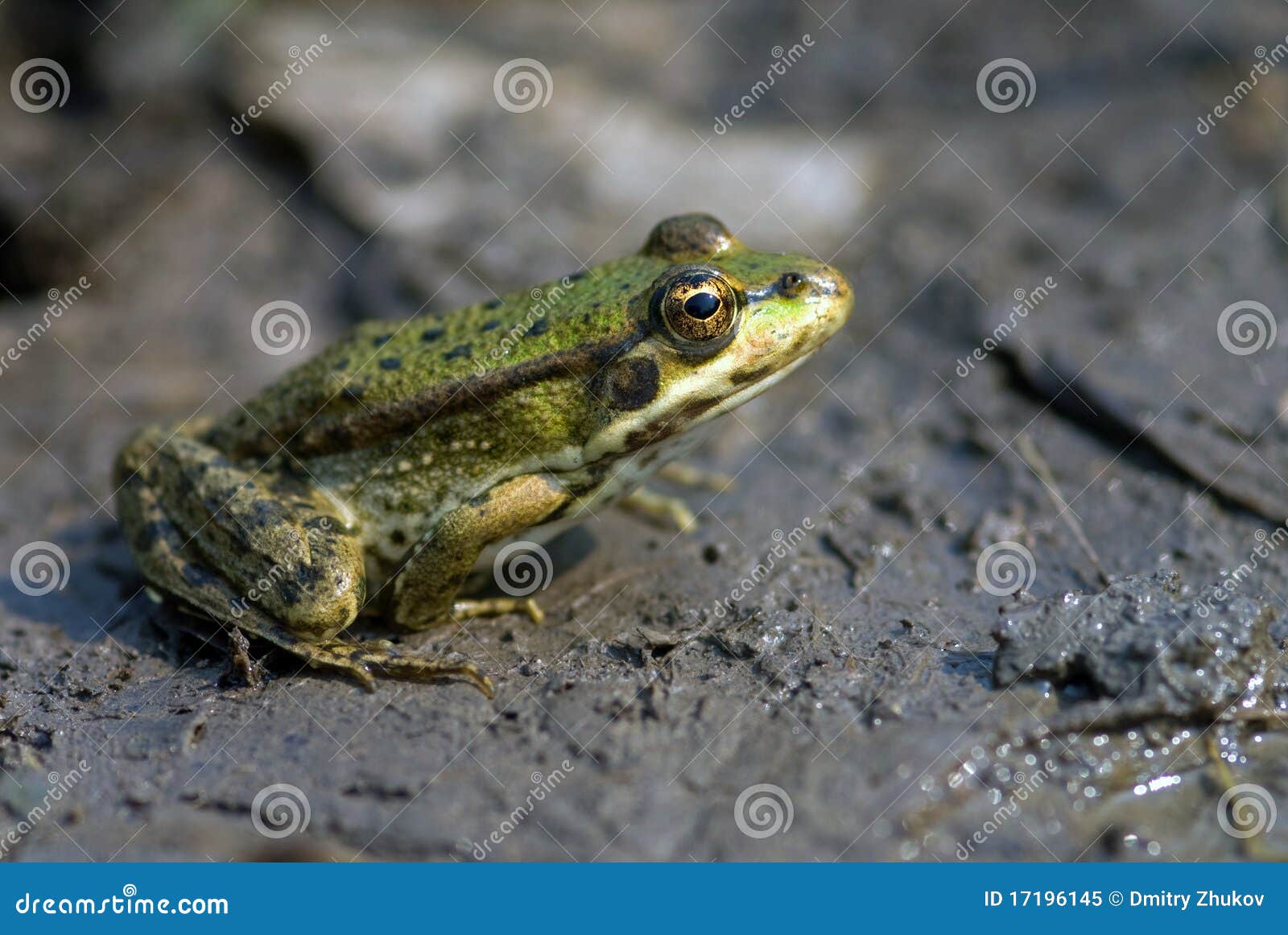 Lake Frog Sits On The Shore And Basks In The Sun Stock Image ...