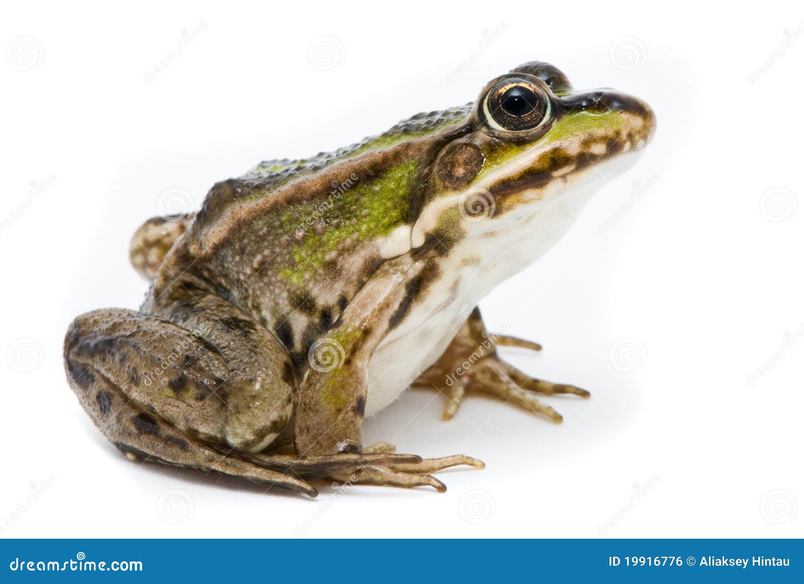 Lake Frog on White Background Stock Photo - Image of brown, beauty ...