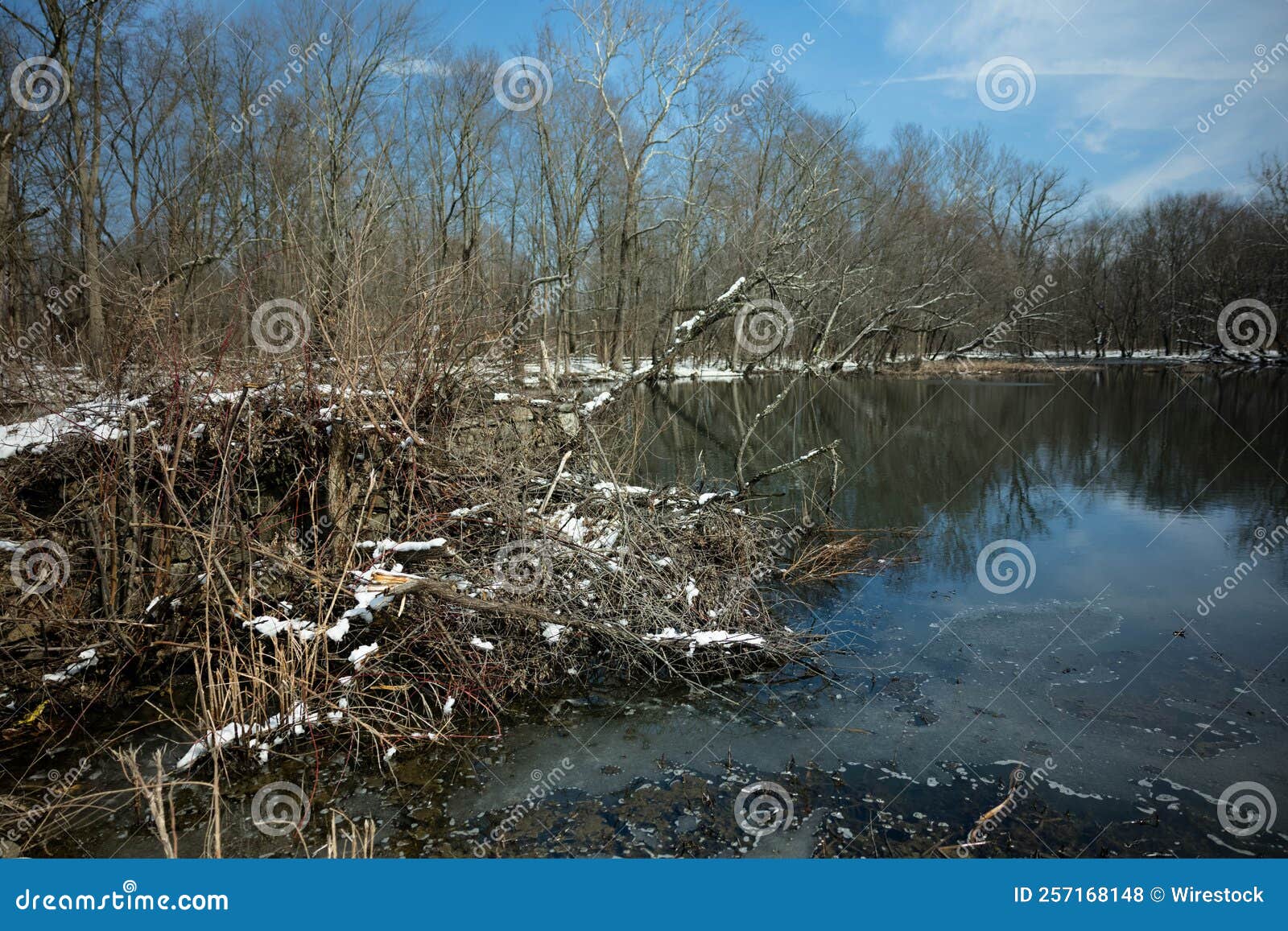 Lake with Frozen Tree Branches on it Stock Photo - Image of nature ...