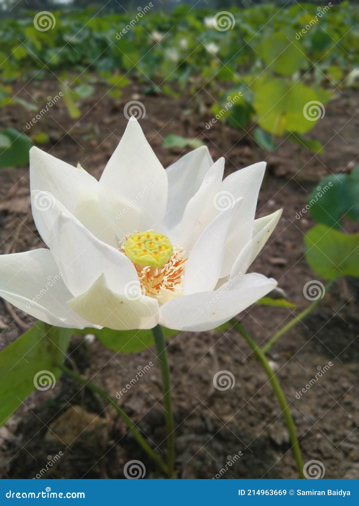 A lake full of lotus stock image. Image of nature, lake - 214963669