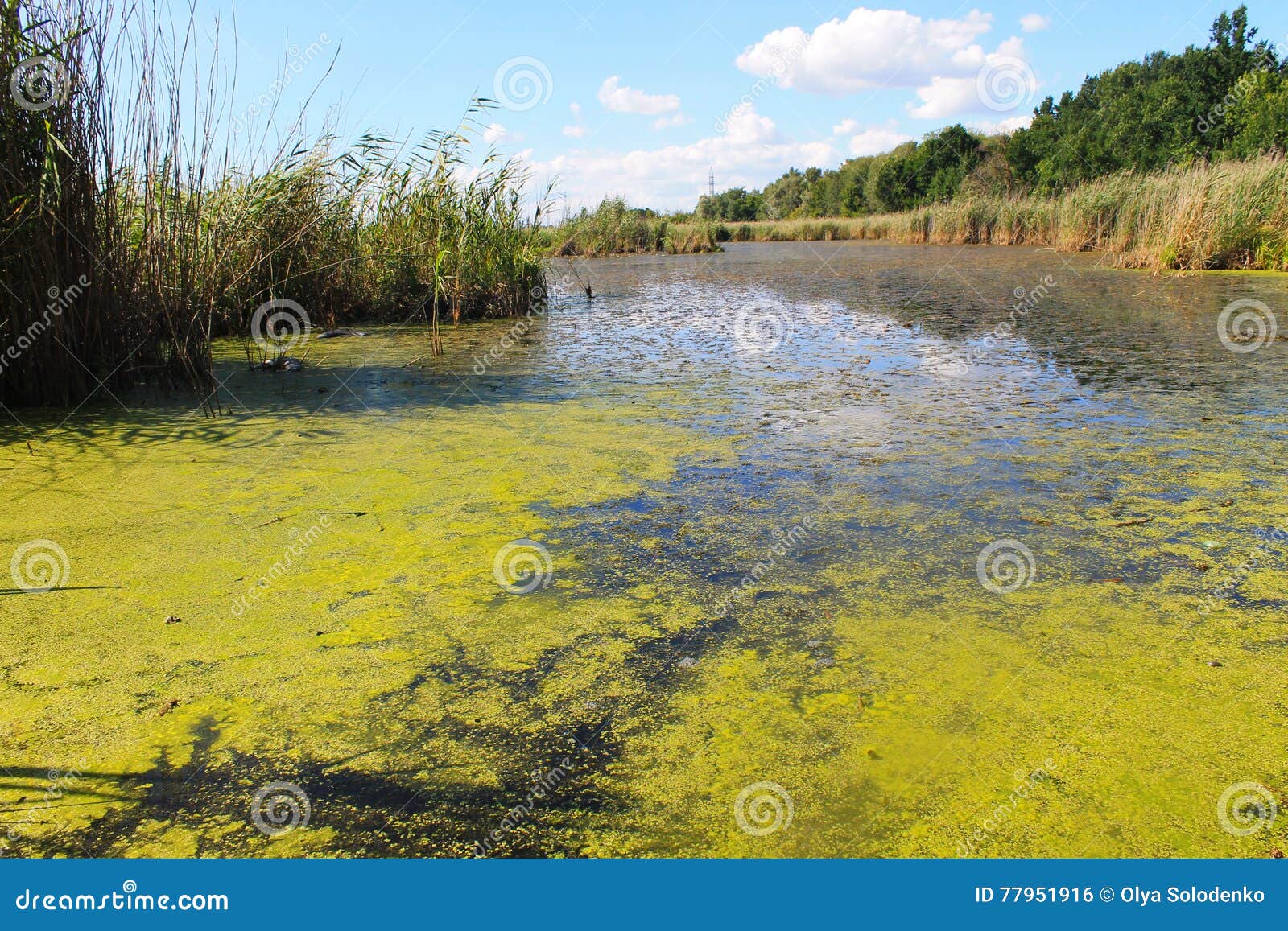 Lake with Green Algae and Duckweed on Water Surface Stock Photo - Image ...