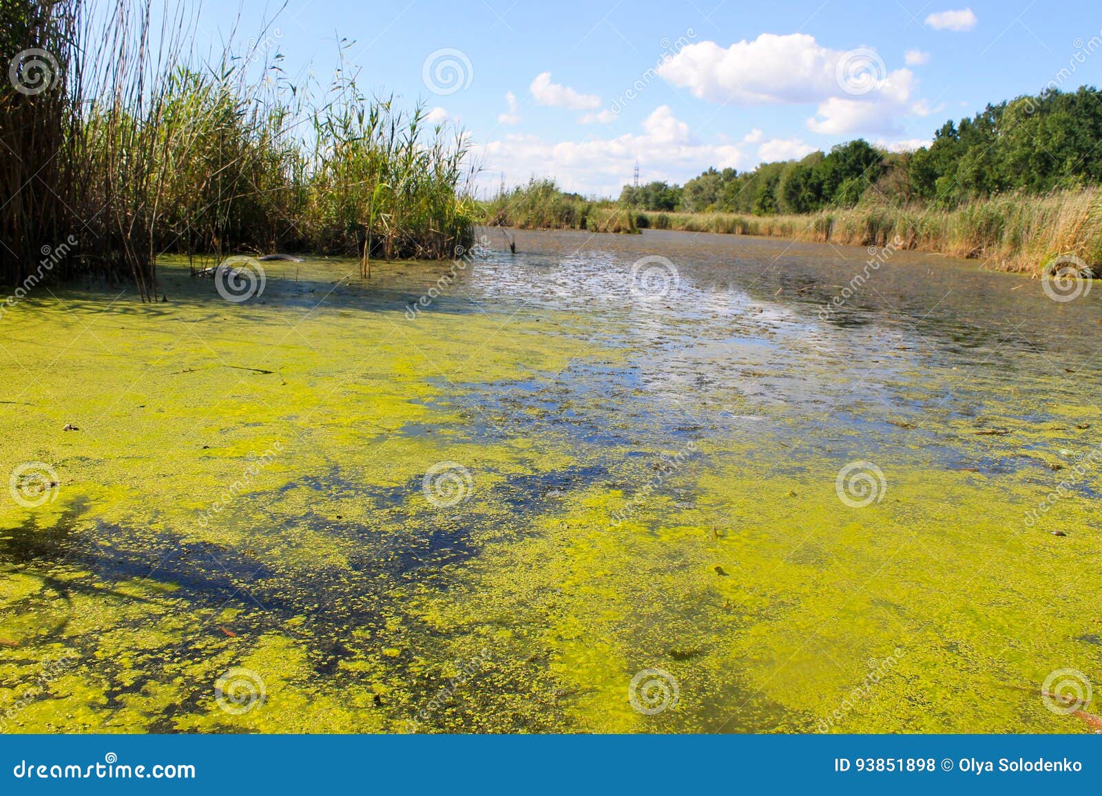 Lake with Green Algae and Duckweed on Water Surface Stock Photo - Image ...