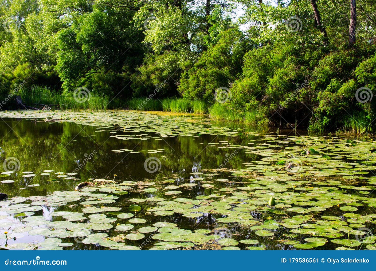 Lake in green forest stock image. Image of calm, light - 179586561