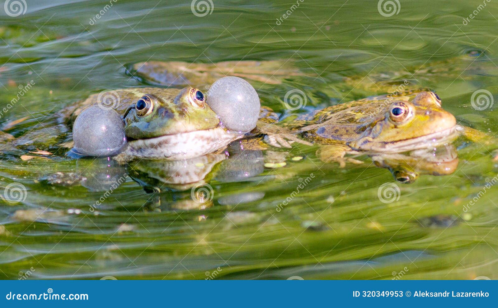 Frog With Swollen Cheeks Stock Image | CartoonDealer.com #193204255