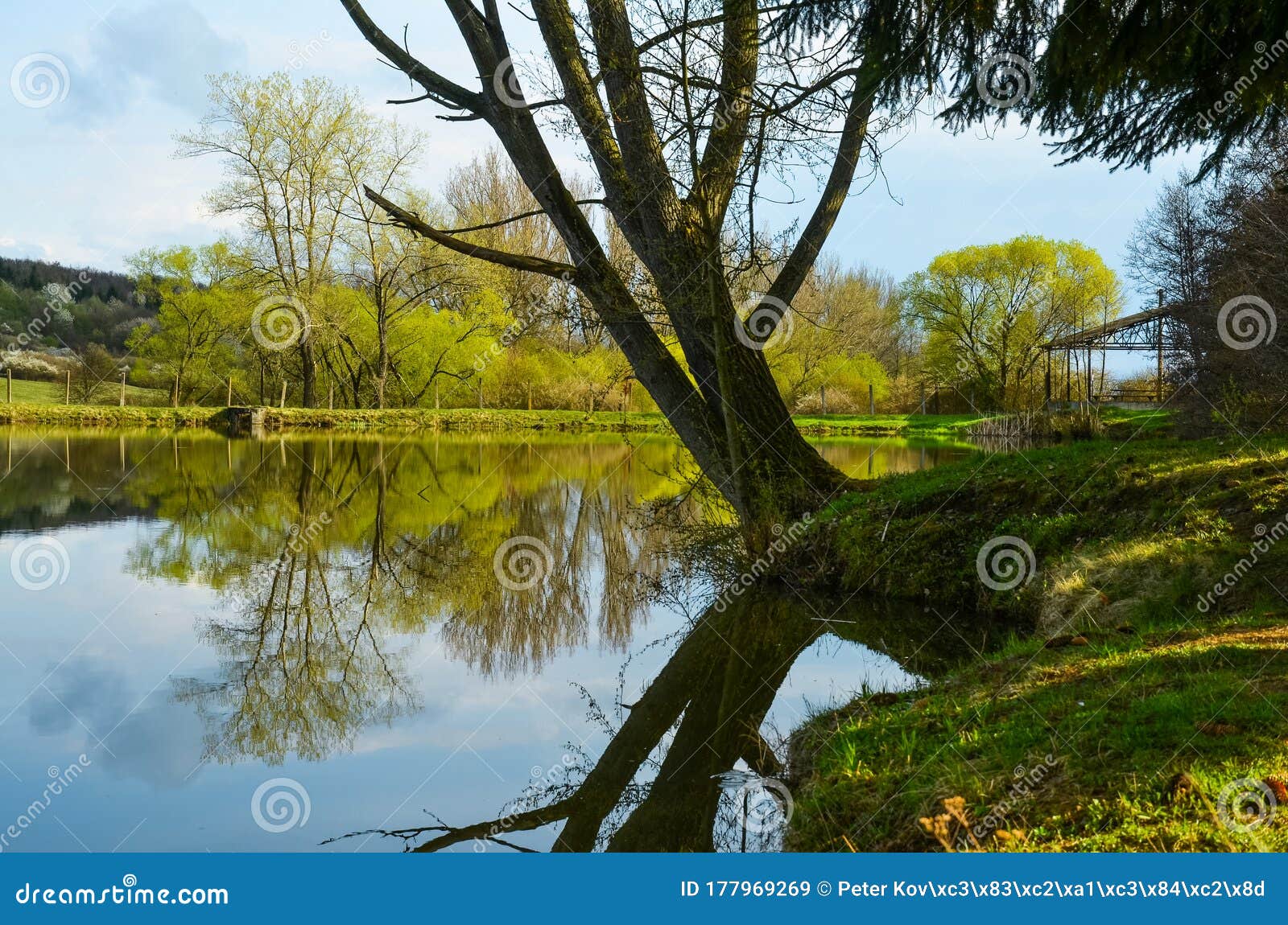 Lake and Green Spring Nature, Big Tree in Shadow in Foreground Stock ...