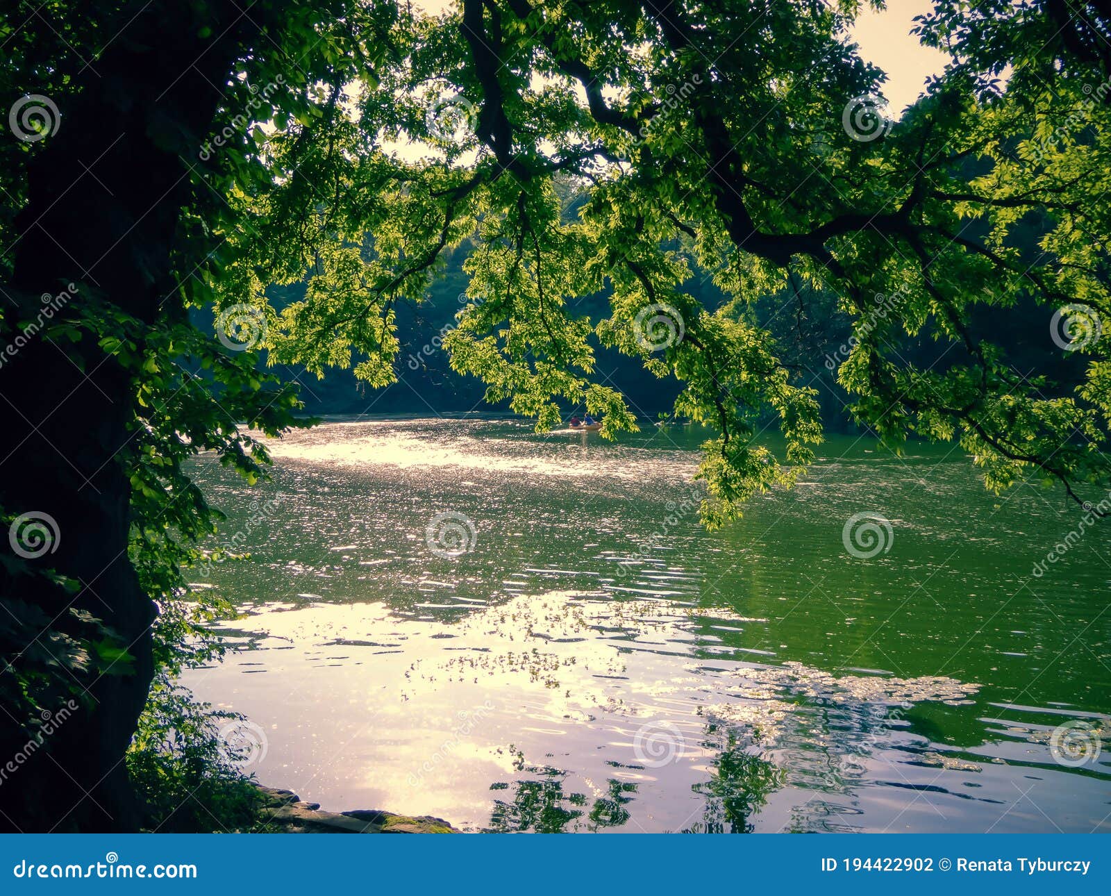 Lake with Growing Algae in a Park with Tree Branches and Sun Reflection ...