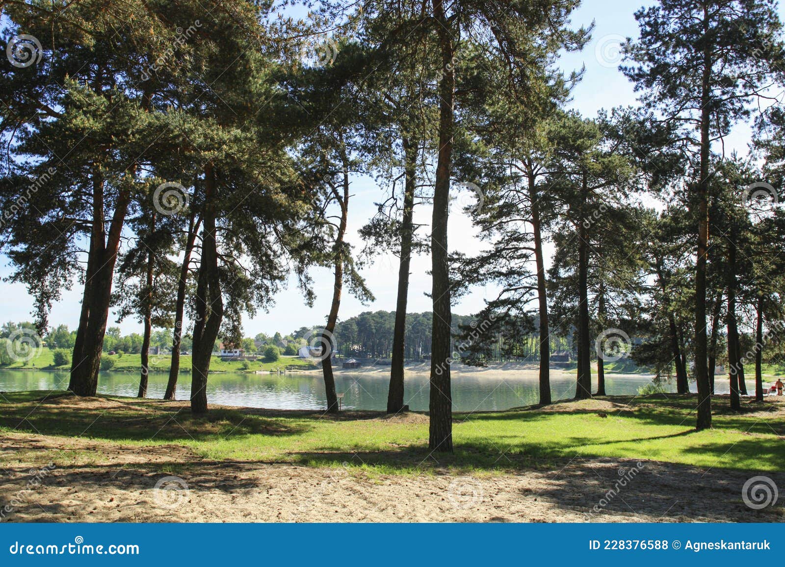 A Lake Hidden in the Forest. Sandy Beach among Pine Trees Stock Photo ...