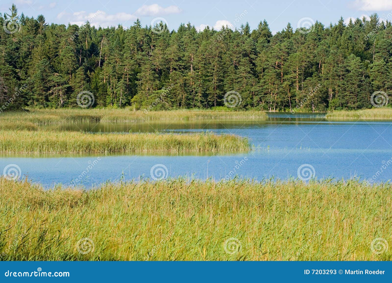 Lake with high grass stock image. Image of skyline, scenic - 7203293