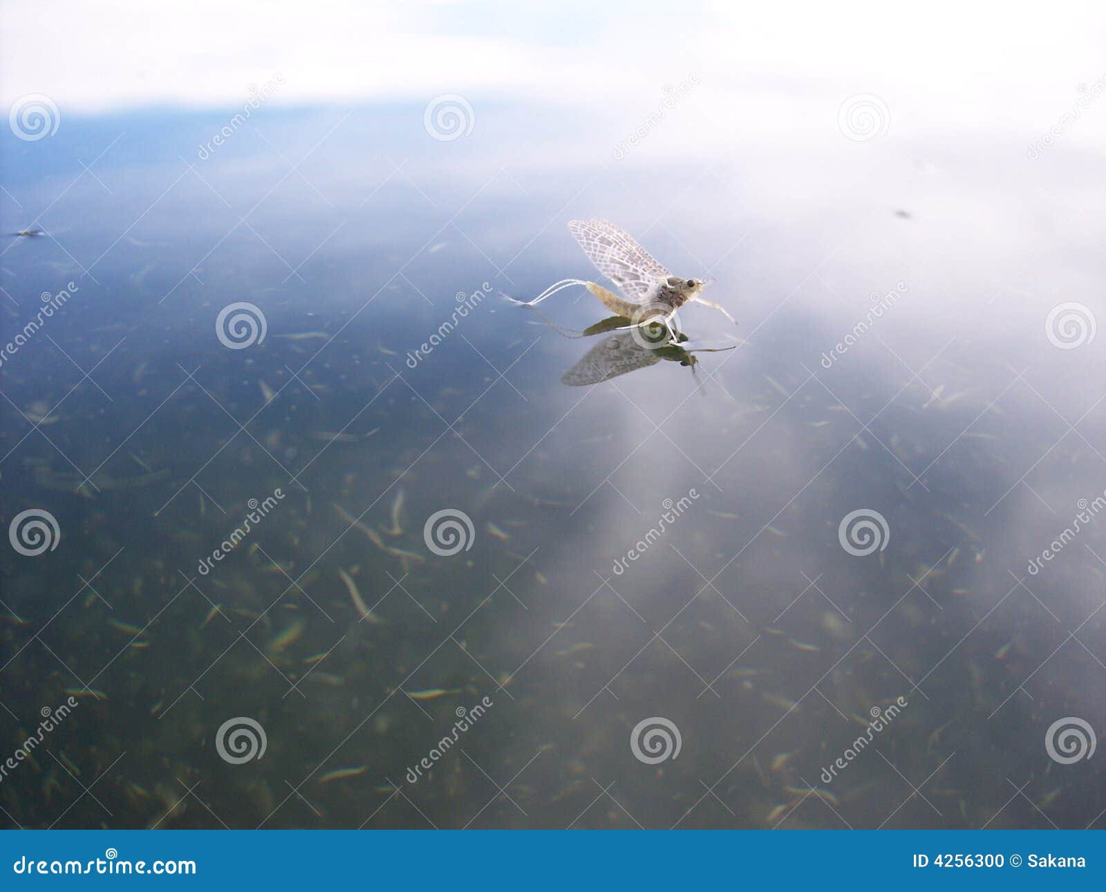 11,529 Lake Insect Stock Photos - Free & Royalty-Free Stock Photos from ...