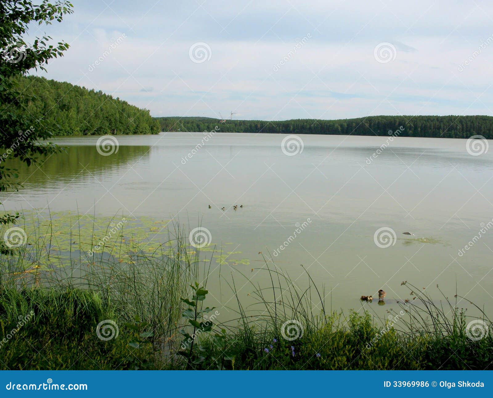 Lake, island and bank stock photo. Image of deciduous - 33969986
