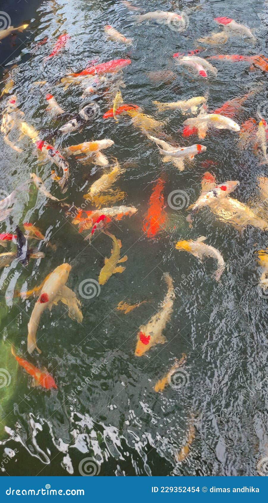 Lake with Koi Fish, Japanese Koi Fish Stock Photo - Image of japanese ...