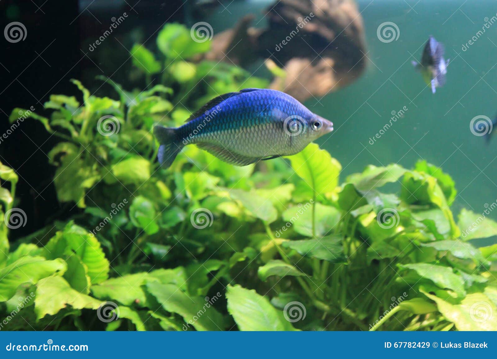 Lake Kutubu Rainbowfish Melanotaenia Lacustris Stock Photography ...