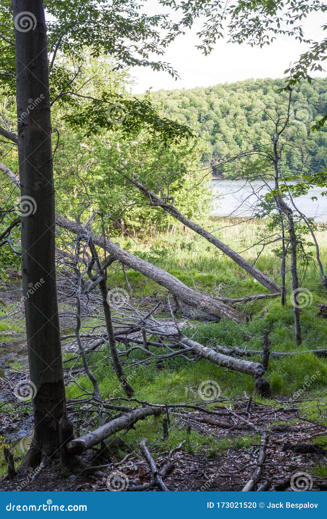 Lake and Lakeside Forests in Quebec Stock Photo - Image of freshwater ...