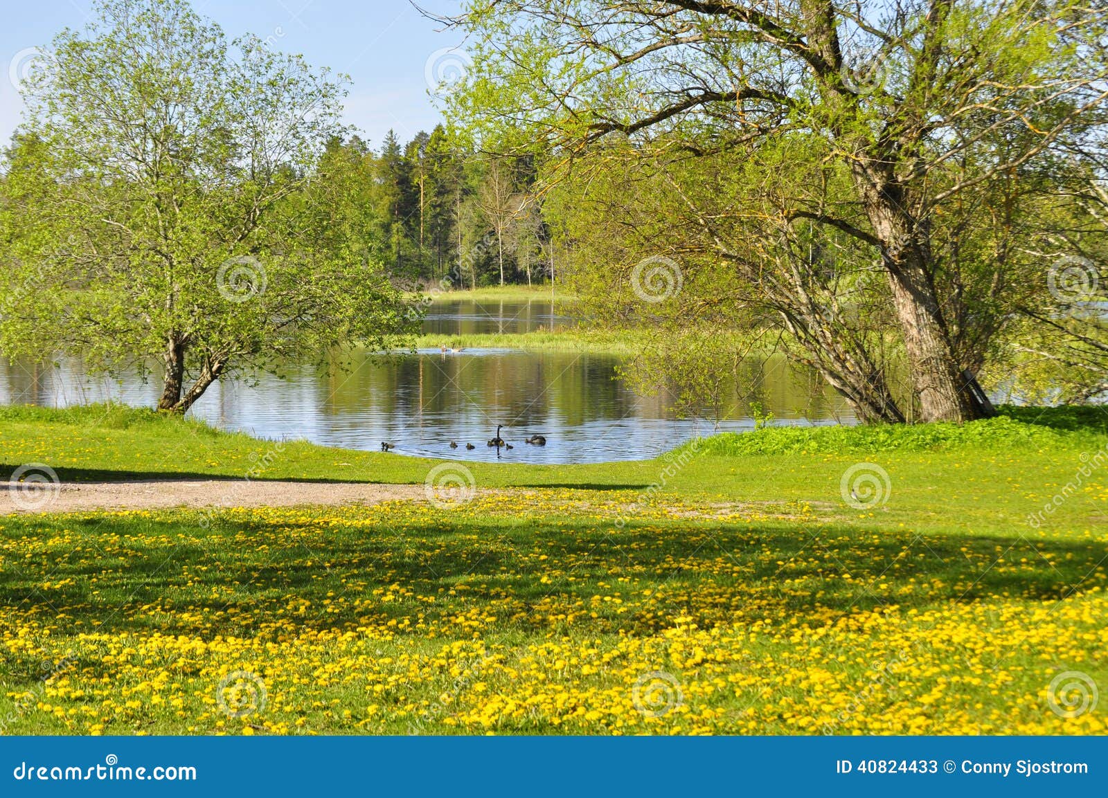 Lake landscape stock image. Image of spring, nature, tree - 40824433