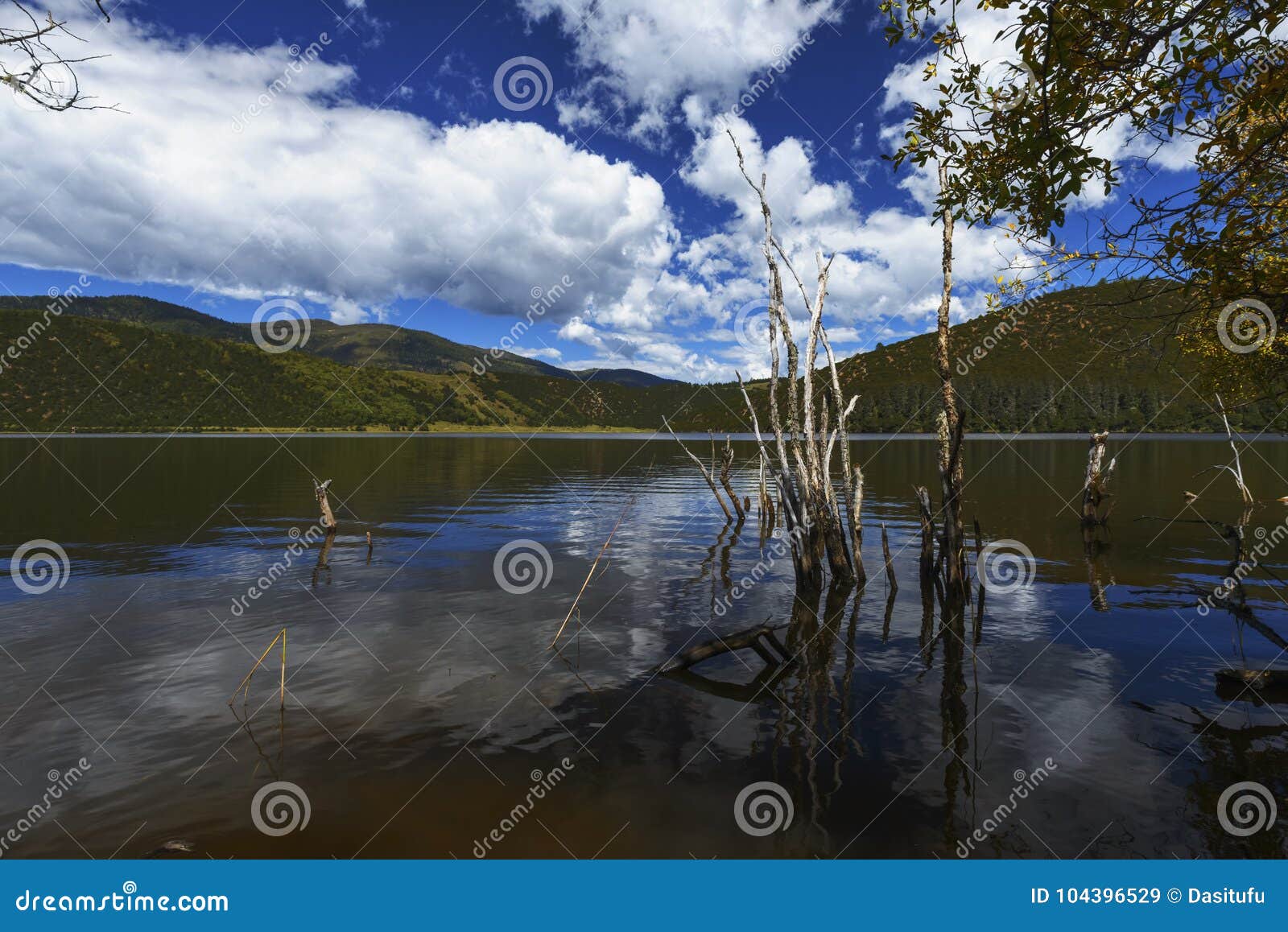 Lake Landscape with Decayed Tree Stock Image - Image of nature, water ...