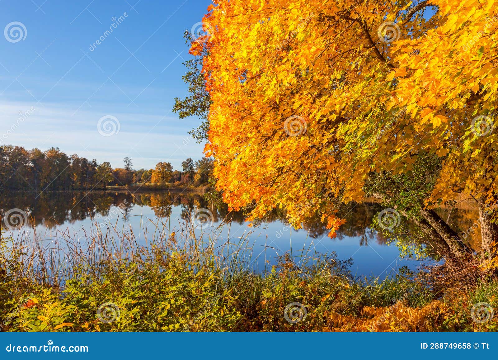 Lake Landscape with a Maple Tree at the Beach Stock Photo - Image of ...
