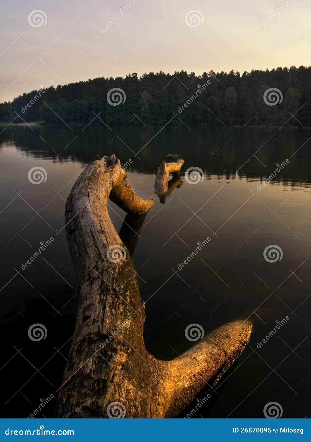 Lake Landscape with Old Tree Drowned Stock Image - Image of reflection ...