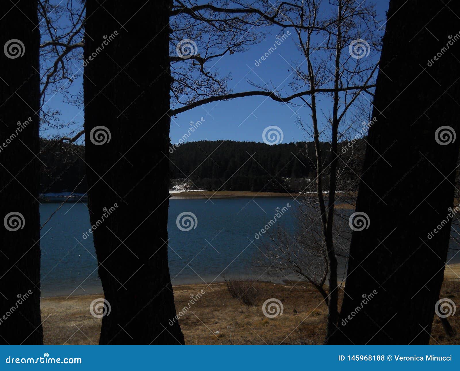 Lake Landscape between Trees Stock Photo - Image of landscape, lake ...