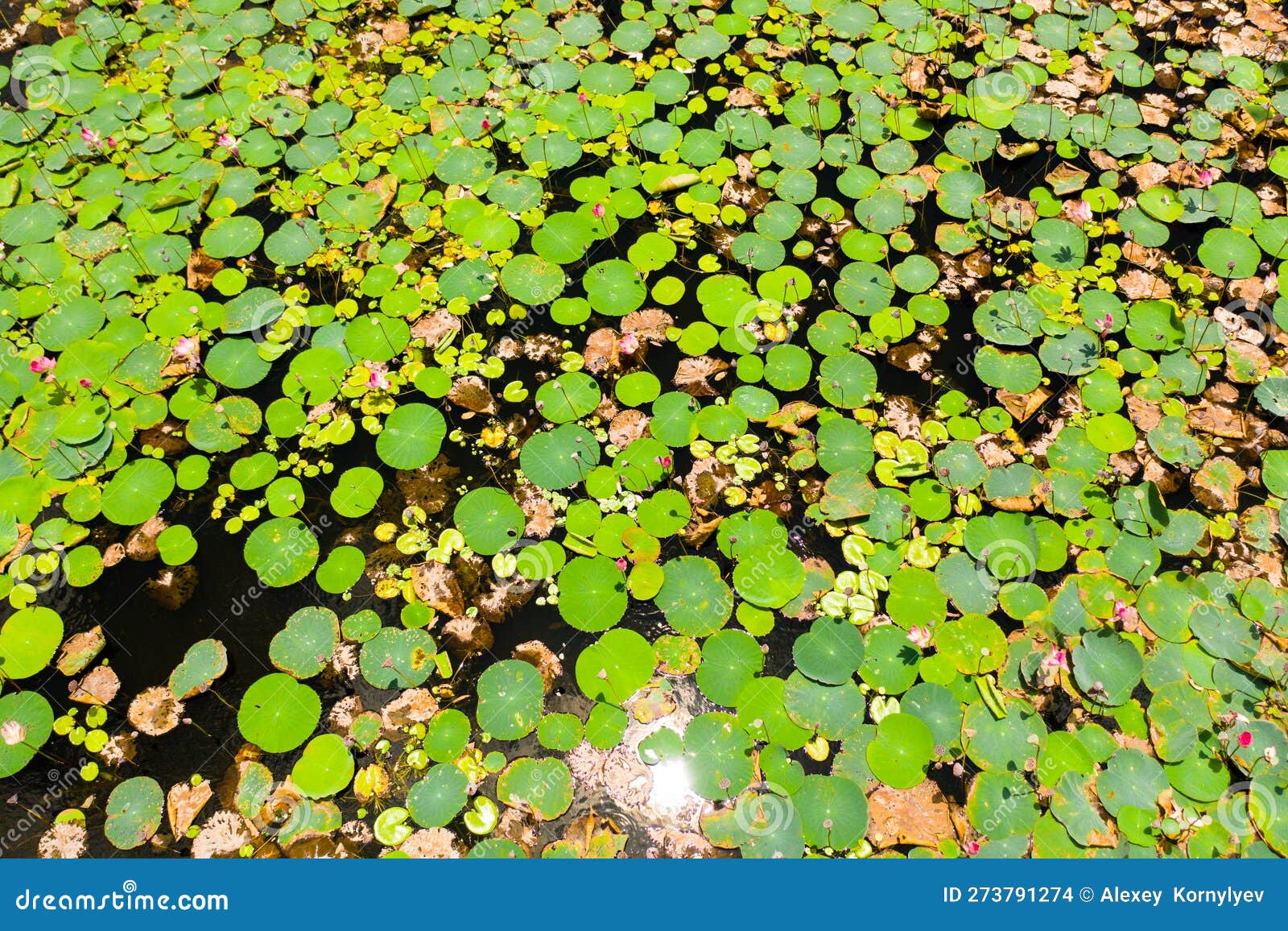 Lake with Lotuses. Sri Lanka. Stock Photo - Image of grass, water ...